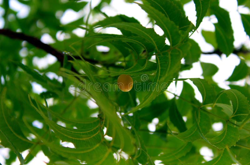 Nimboli en un Neem imagen de archivo. Imagen de hojas - 95432595