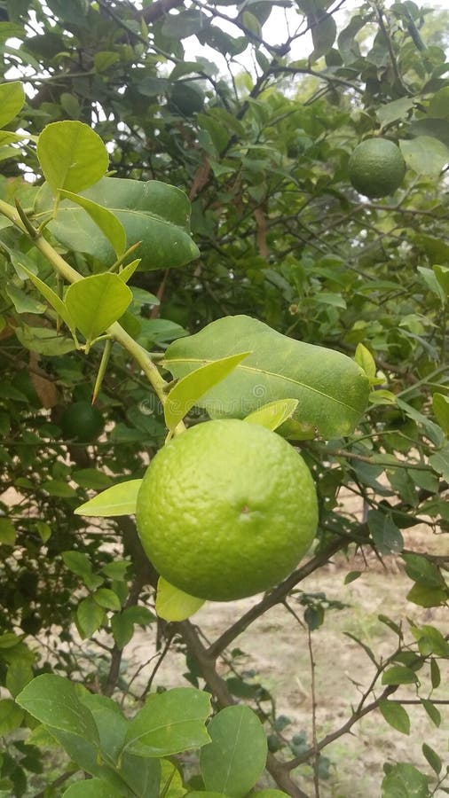 Nimbu in a tree stock photo. Image of green, food, tree - 190969406