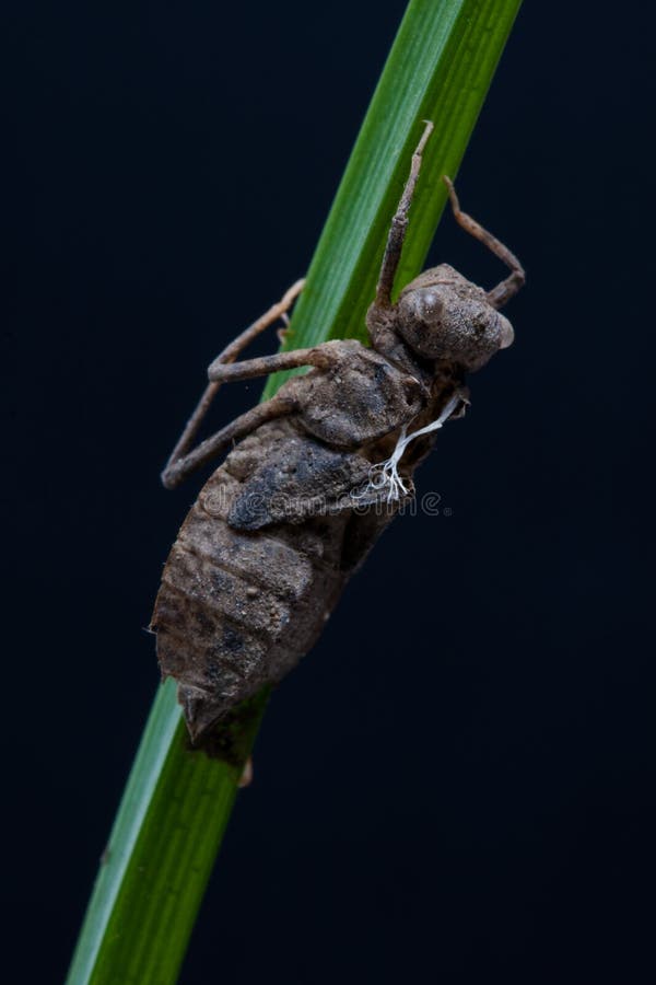 Nimf van de libel stock foto. Image of metamorfose, rijp - 32305444