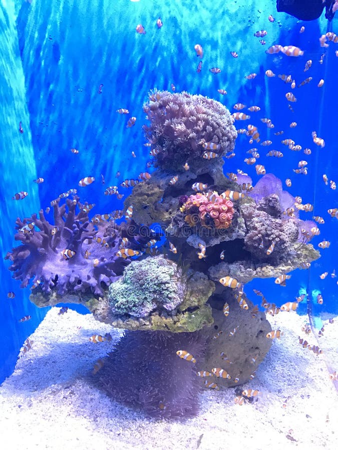 Nimo fishs stock photo. Image of aquarium, osaka, nimo - 136837144