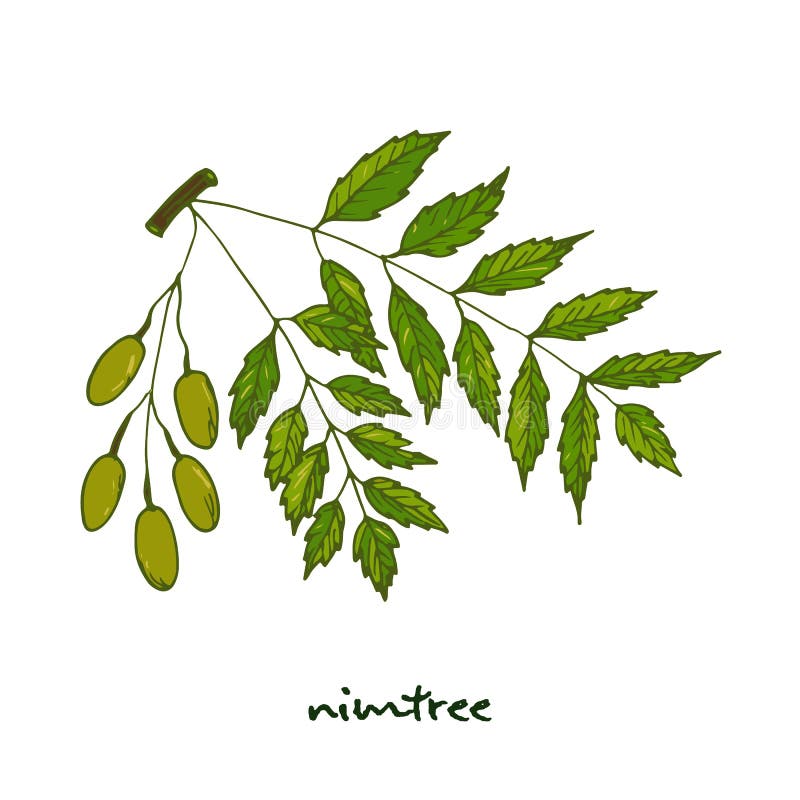 Neem Sketch Stock Illustrations – 83 Neem Sketch Stock Illustrations ...