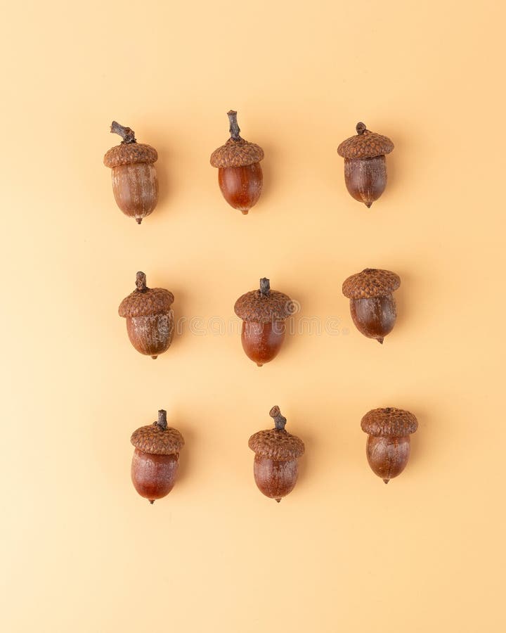 Nine Acorns are Arranged in a 3x3 Grid on a Peach Background. Stock ...