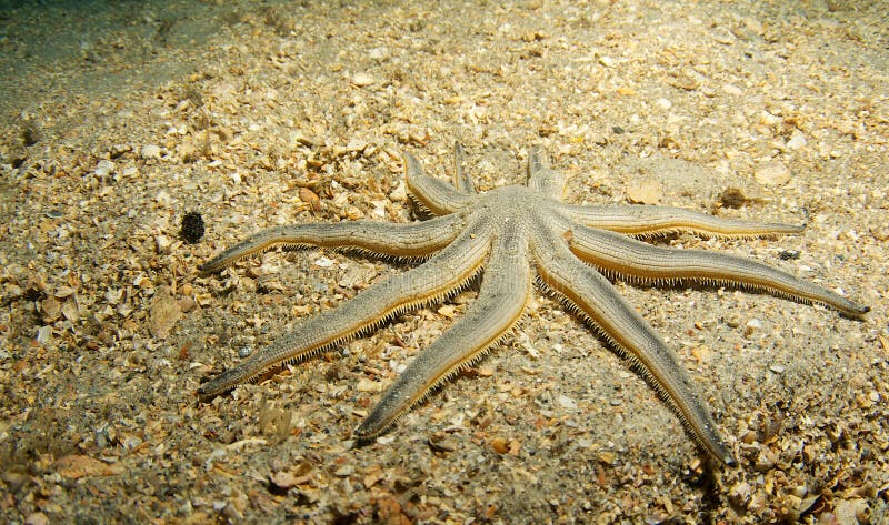 Nine Arm Sea Star stock photo. Image of saltwater, nekton - 17420708