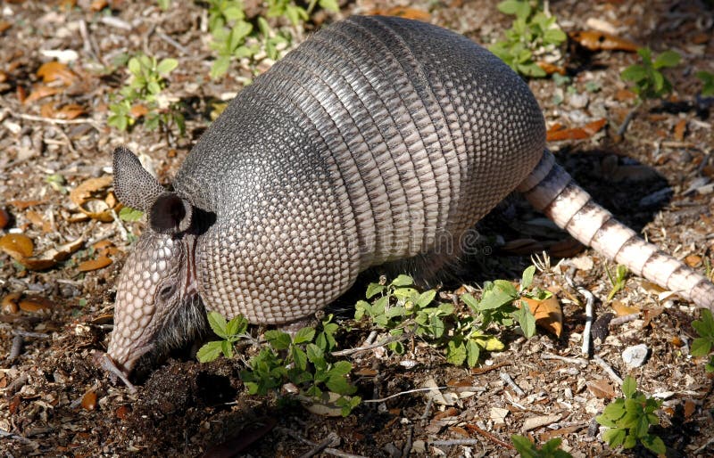 Nine Banded Armadillo Closeup Stock Photo - Image of mammal, plates ...