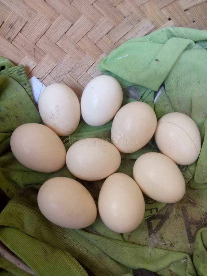 Nine Chicken Eggs are in a Container and Protected with a Green Cloth ...