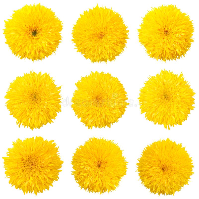 Nine Decorative Sunflower (Nine Clipping Path) Stock Photo - Image of ...