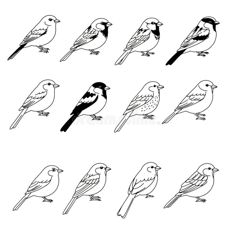 Nine Different Types of Sparrows in Outline Vector Illustration Stock ...
