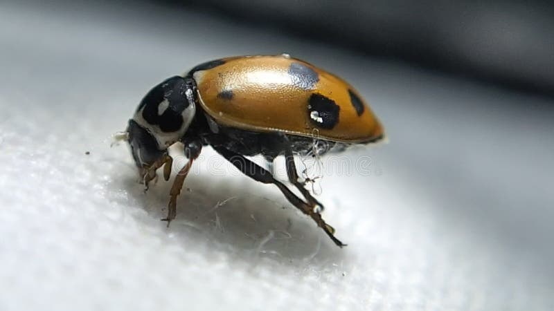 Ladybug Cleaning Its Legs, Close Frame Stock Footage - Video of insect ...