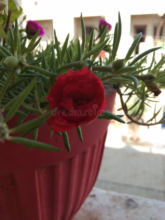 Nine am Flower with a Red Colour Stock Photo - Image of beauty ...