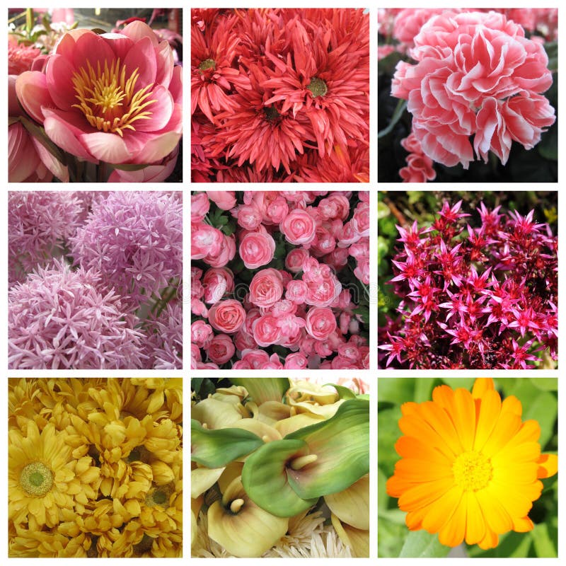 Nine images of flowers stock photo. Image of bright, blooming - 67703458