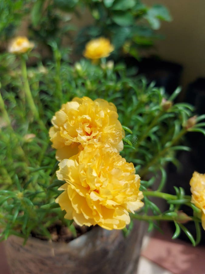 Nine o clock flower stock image. Image of morning, oclock - 222856339