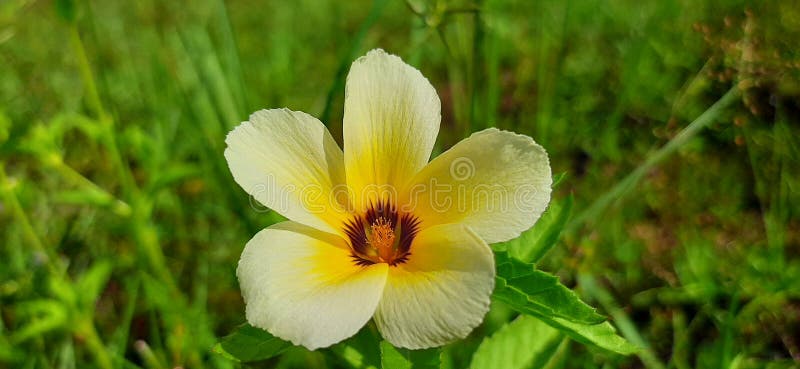 The Nine O& X27;clock Flower Stock Image - Image of herb, yellow: 226663239