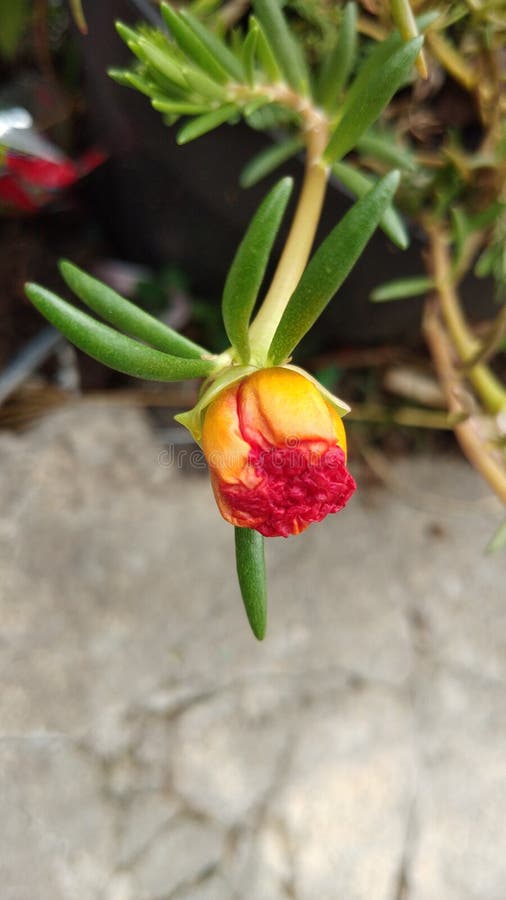 Nine O Clock Flower or Rose Moss Stock Photo - Image of food, branch ...