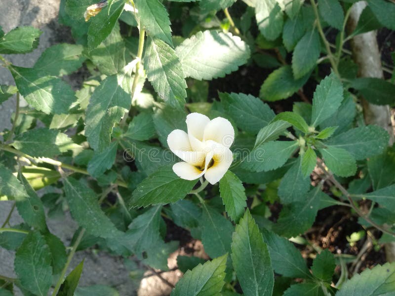 Nine O& X27;clock Flowers Ready To Bloom Stock Photo - Image of ready ...