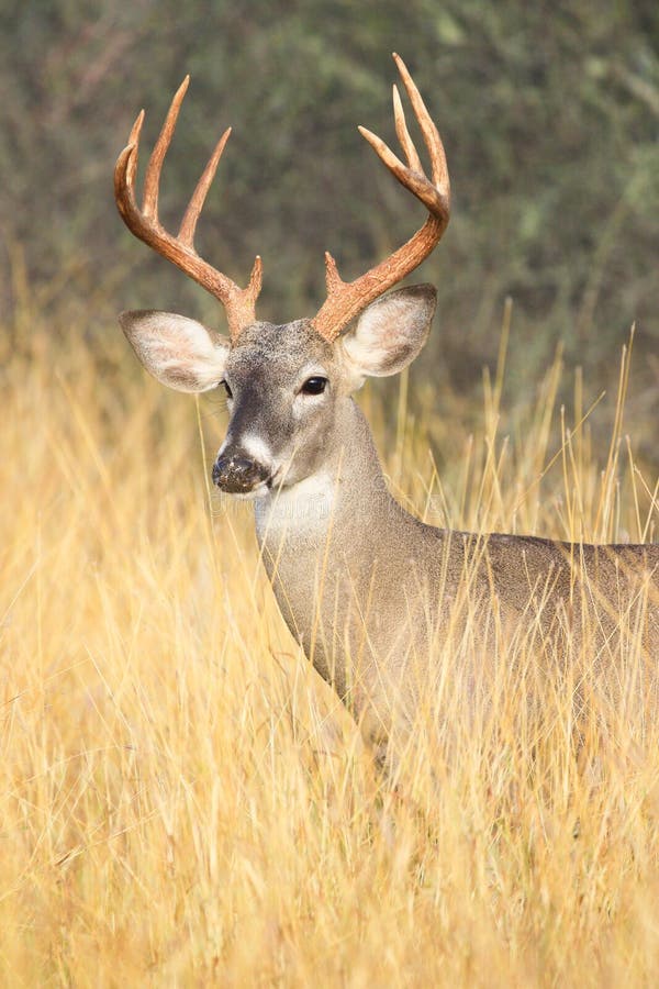 Nine point whitetail buck stock image. Image of landscape - 80409837