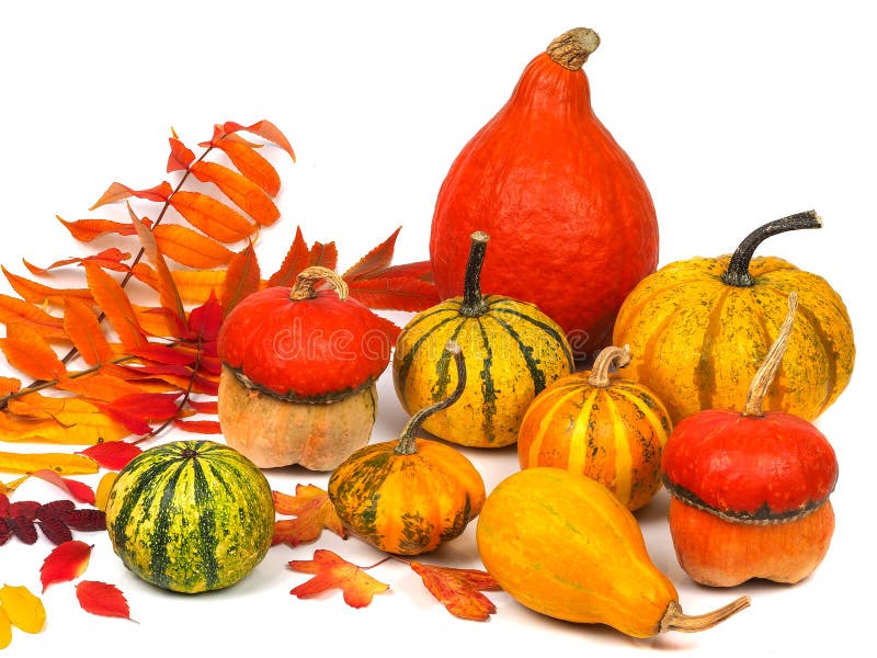 Nine Pumpkins and Autumn Leaves Stock Image - Image of branch ...