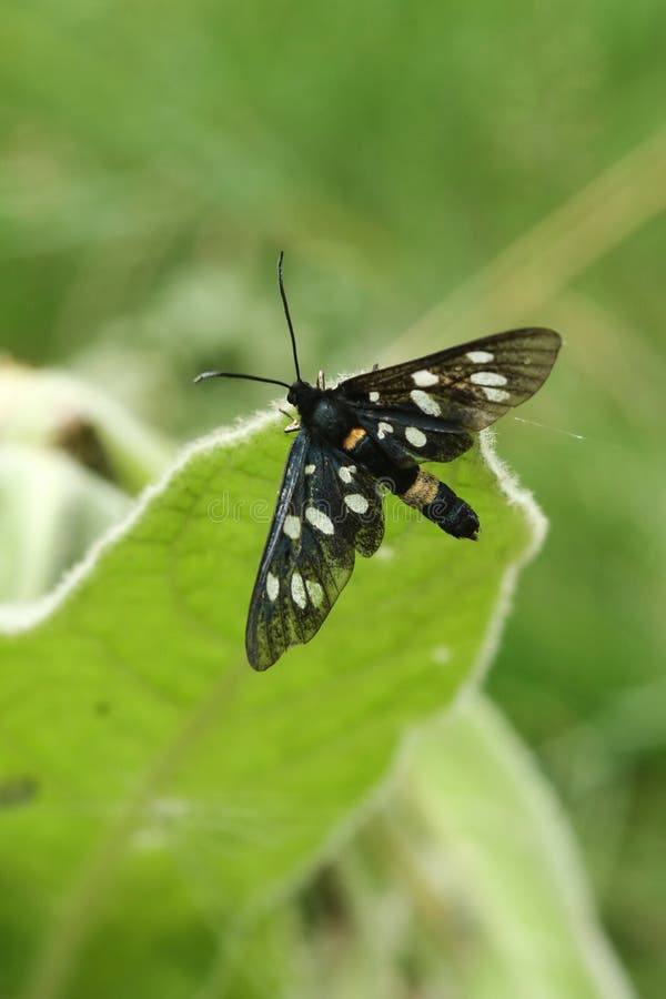 Nine-spotted Moth on a Leaf in the Wild Stock Photo - Image of macro ...