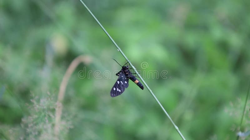 Nine-spotted Moth in the Summer Forest, Summer Insects Stock Footage ...