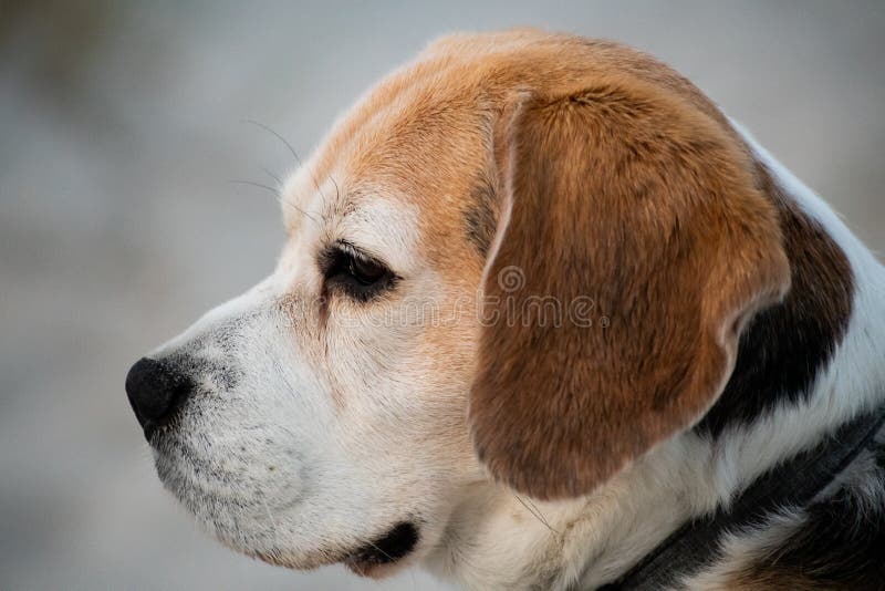 Nine Year Old Beagle in Side Profile Stock Photo - Image of cute, side ...