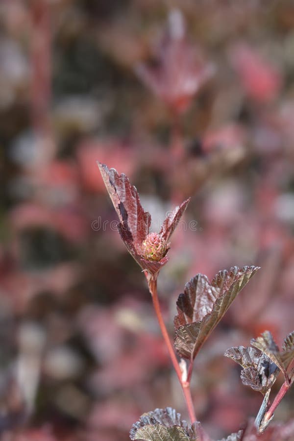 Ninebark stock photo. Image of botany, outdoors, brown - 200677368