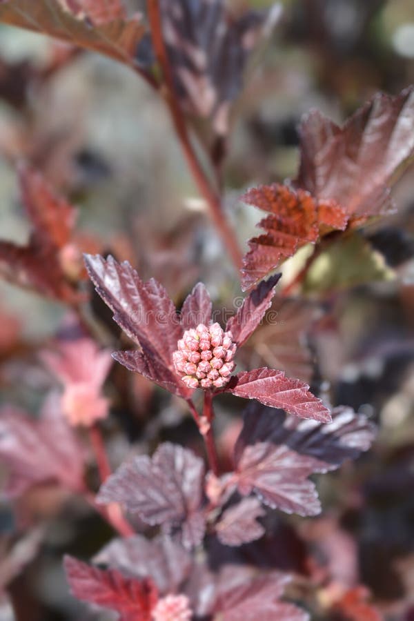 Ninebark stock photo. Image of physocarpus, flower, garden - 201102190