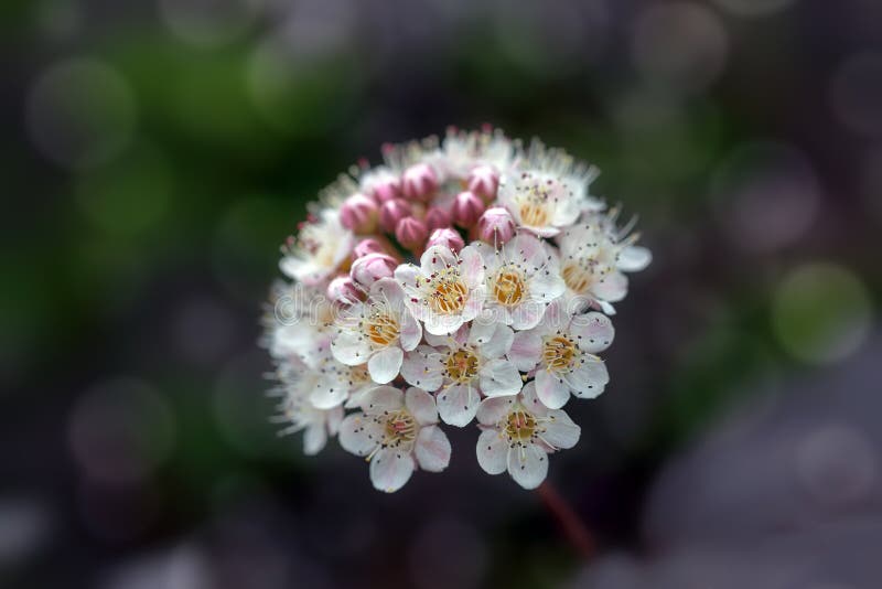 Ninebark Flowers Macro stock photo. Image of spring, garden - 54742368