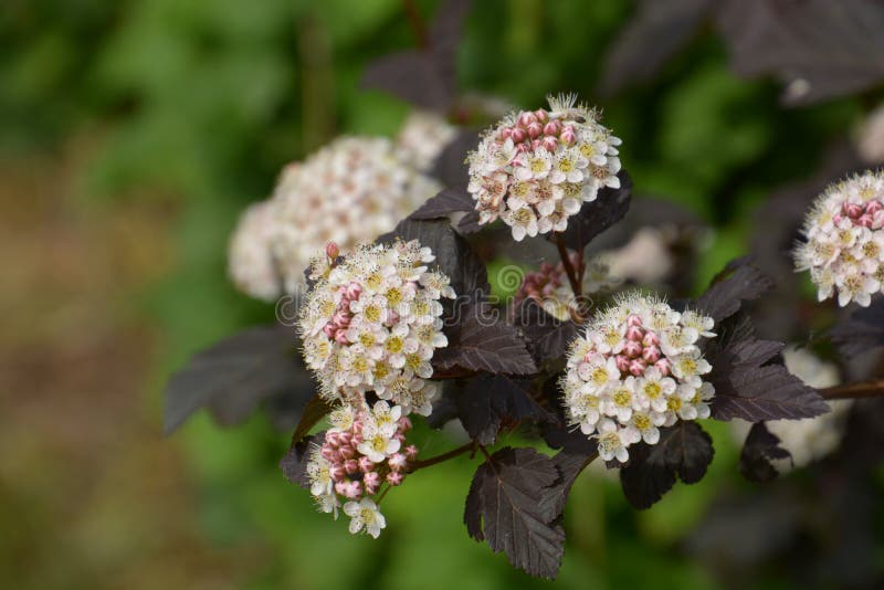 Ninebark Red Baron Close-up in Early June Stock Photo - Image of bloom ...