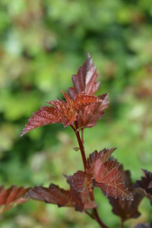 Ninebark Red Baron stock photo. Image of spring, nature - 149290706