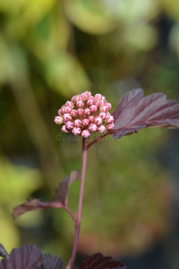 Ninebark Red Baron stock image. Image of green, brown - 151933409