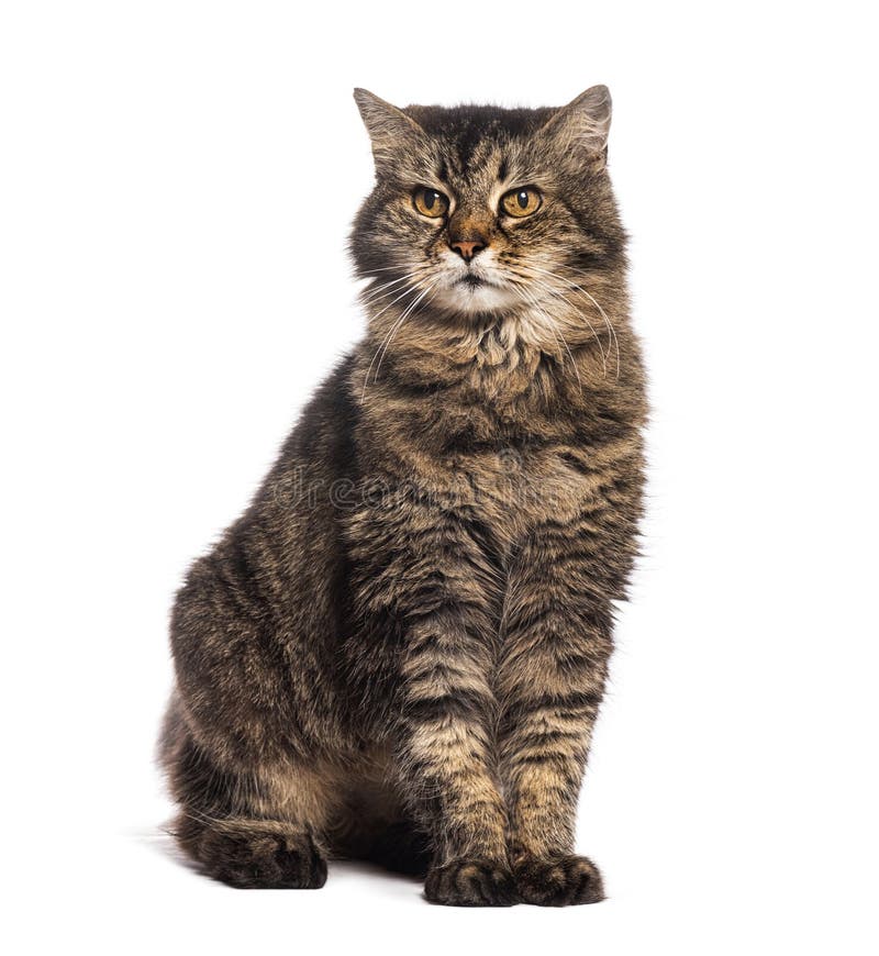 Nineteen Years Old Grumpy Tabby European Cat Sitting and Looking Away ...