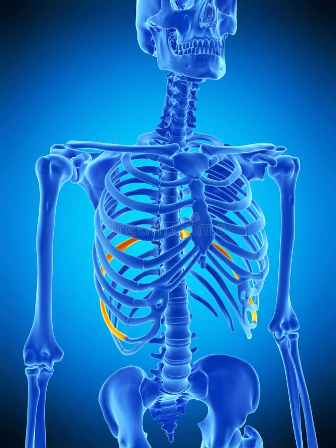 Nineth Rib Stock Illustrations – 1 Nineth Rib Stock Illustrations ...