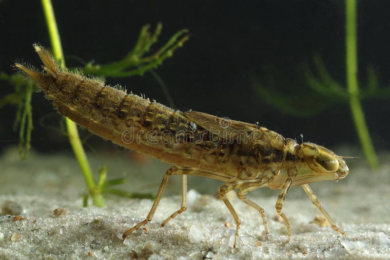 Ninfa de la libélula stock de ilustración. Ilustración de dorsal - 33356923