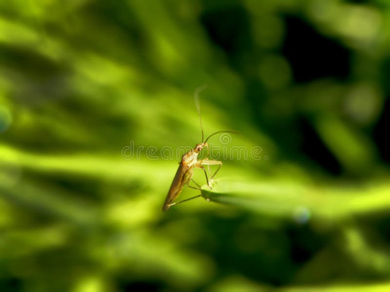 Ninfa Del Insecto De Asesino Imagen de archivo - Imagen de plantas ...
