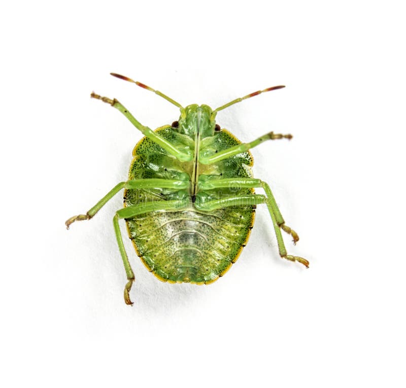 Ninfa Finalstage De Un Insecto De Bicho Protector Verde Imagen de ...
