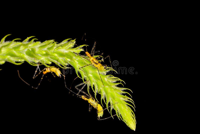 Ninfas de insectos selva imagen de archivo. Imagen de verde - 184737543