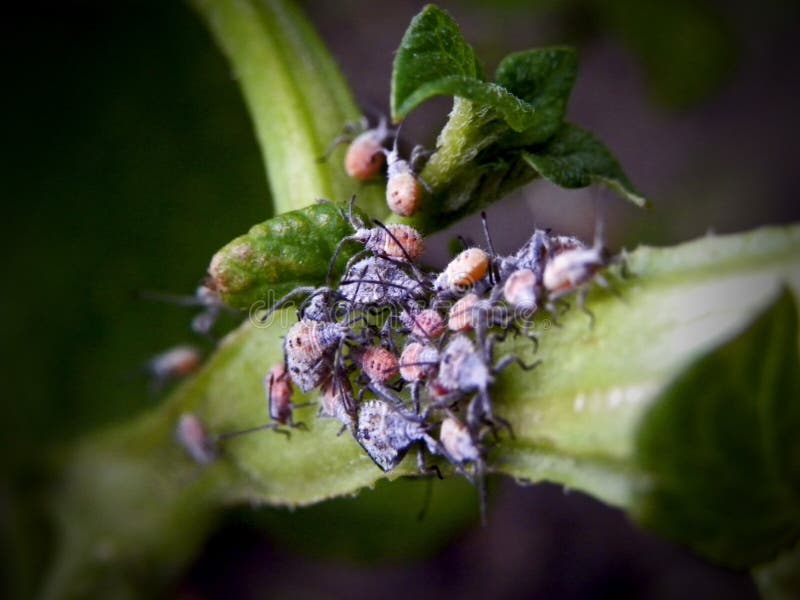 Ninfas Hoja-con Base Del Insecto Foto de archivo - Imagen de insectos ...