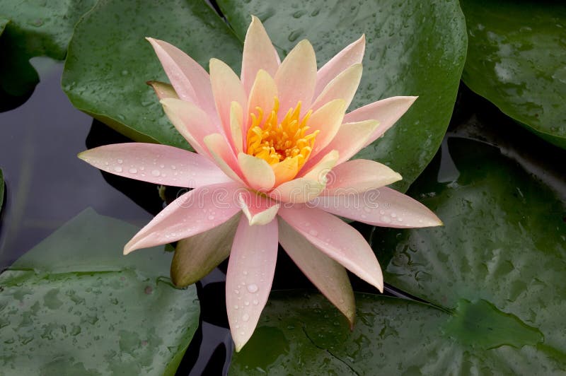 Ninfea immagine stock. Immagine di giglio, giardino, fiore - 1168115