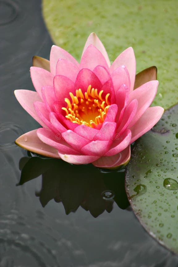 Ninfea stock photo. Image of petals, delicacy, flowers - 1190538