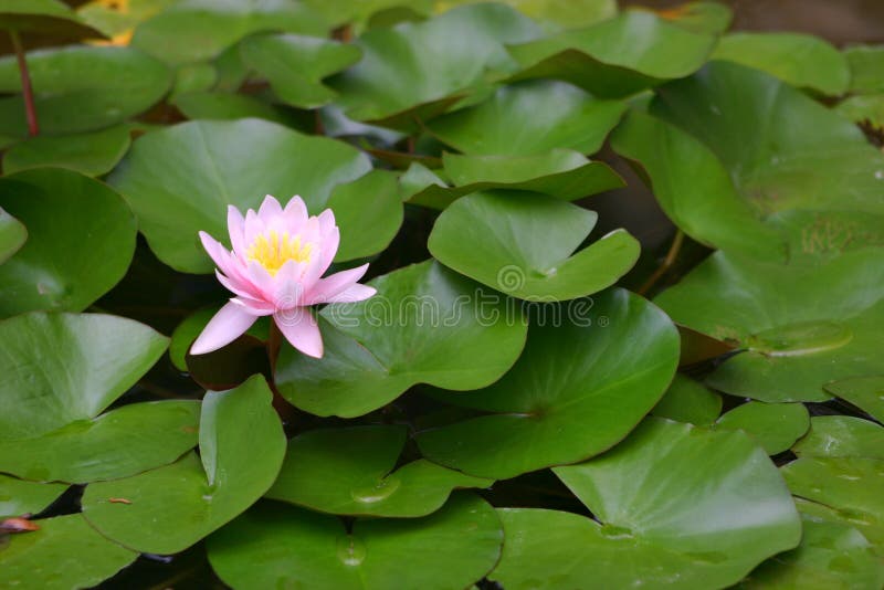 Ninfea stock image. Image of ninfea, leaves, reflected - 1256435