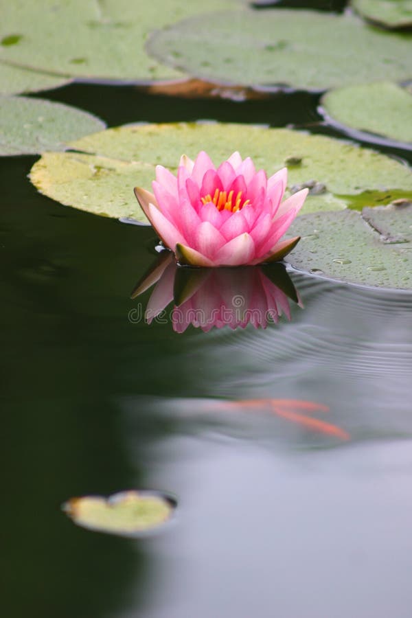 Ninfea stock image. Image of pistilli, external, stami - 1256445