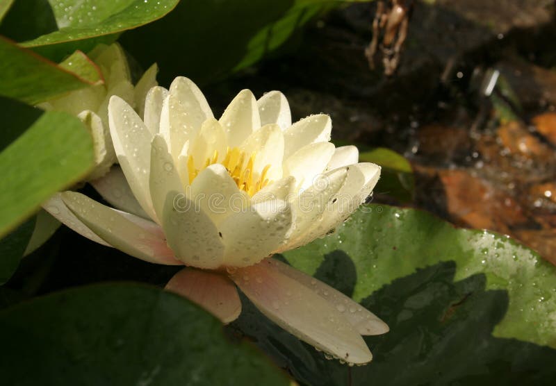 Ninfea Immagine. Immagine: 2060760