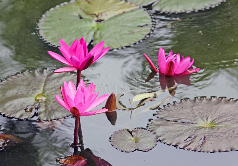 Ninfea immagine stock. Immagine di lago, galleggiante - 29587427