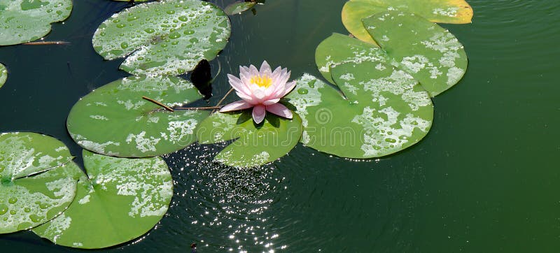 Ninfea stock photo. Image of ninfea, delicate, flower - 6082308