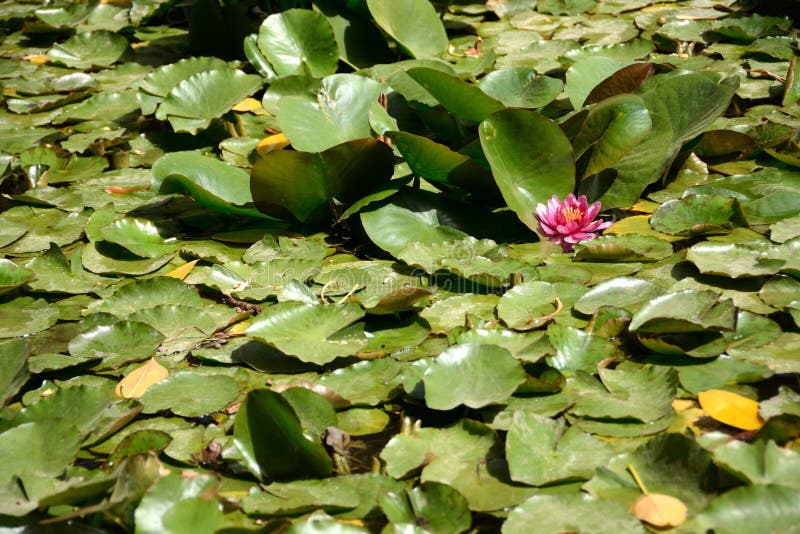 Ninfea Flower stock image. Image of flora, beauty, pink - 91929255