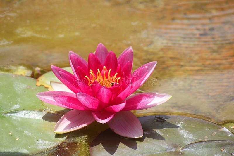 Ninfea flower in the lake stock photo. Image of ninfea - 76199506
