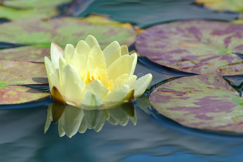 Ninfea gialla fotografia stock. Immagine di piante, foglio - 64329272