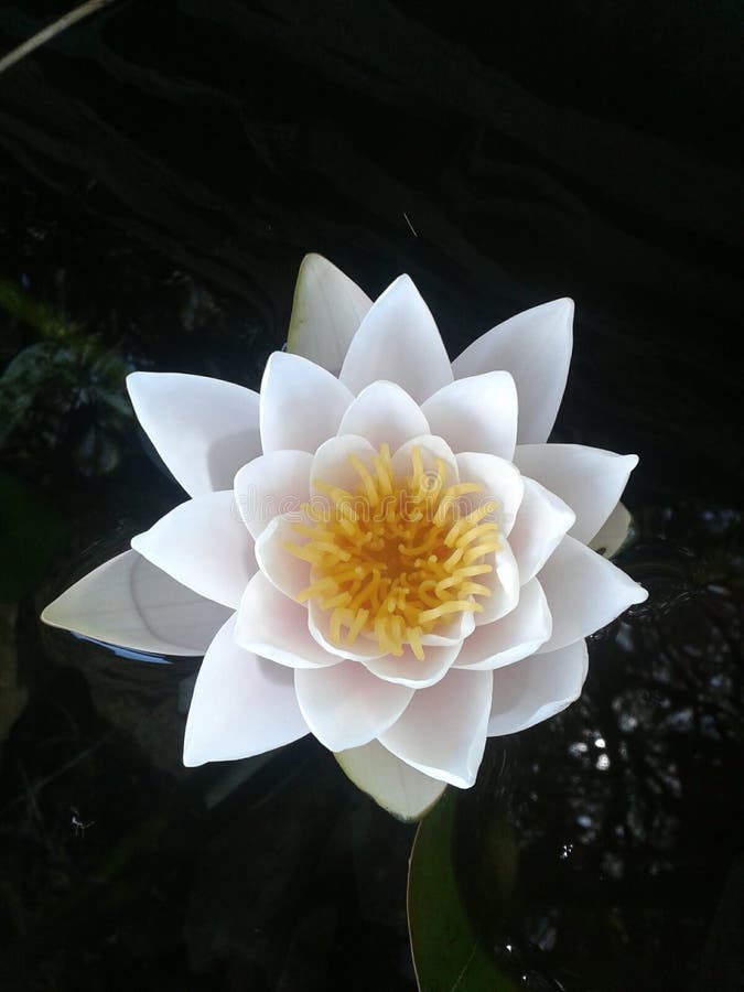Ninfea koipond pond flower stock photo. Image of white - 251015296
