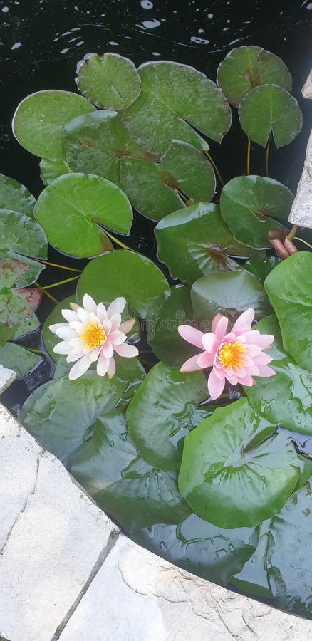 Ninfea pond koipond stock photo. Image of pond, koipond - 251000142