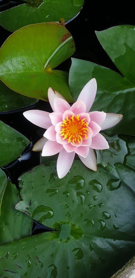 Ninfea pond koipond stock image. Image of blossom, pond - 251000223