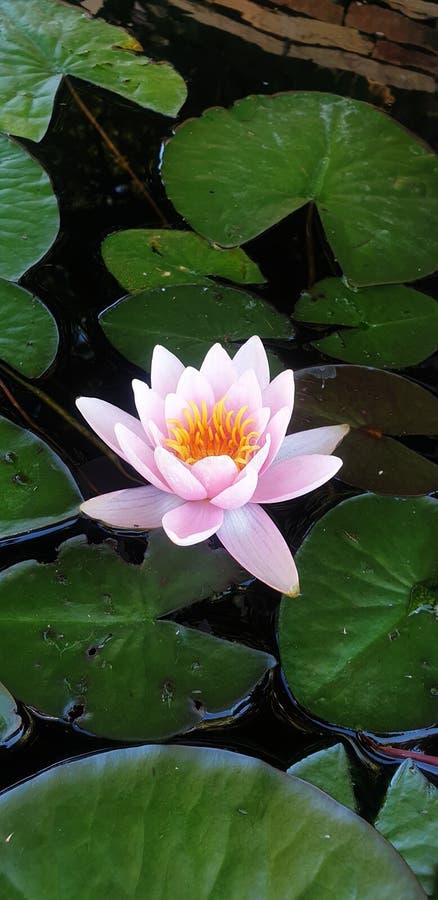Ninfea pond koipond stock photo. Image of green, blossom - 251000280